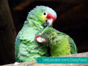 Daily Paws Picture of the Day: Sweet Parrot « Pet Store