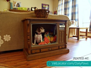 computer monitor as pet bed « Daily Paws