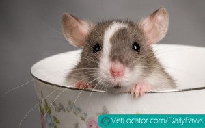 Cute & Adorable Baby Animals in Cups! « Pet Store