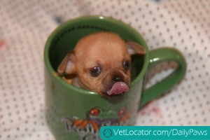 Cute & Adorable Baby Animals in Cups! « Pet Store