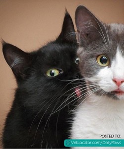 Daily Paws Picture of the Day: Awwww Cats! « Daily Paws