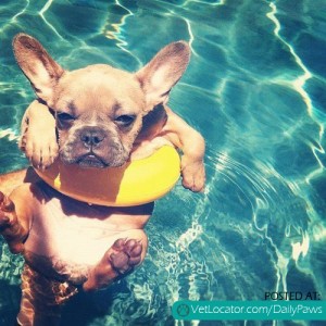 Daily Paws Picture of the Day: Poolside Chillin! « Daily Paws