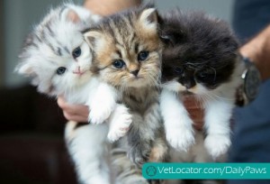 Daily Paws Picture of the Day: Fluff to the Power of Three! « Daily Paws