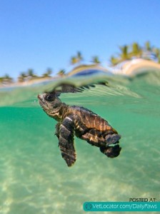 Daily Paws Picture of the Day: Riding the Waves! « Pet Store