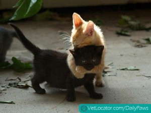 Daily Paws Picture of the Day: A Sneak Up, Cuddle Attack! « Daily Paws