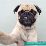 Daily Paws Picture of the Day: Dog Selfie! « Daily Paws
