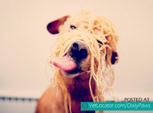 Daily Paws Picture of the Day: Love Dogs! « Daily Paws