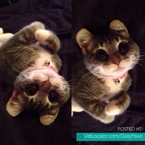 Daily Paws Picture of the Day: Adorable Kitty! « Pet Store