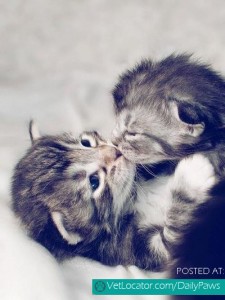 Daily Paws Daily Picture of the Day: Kitten Kiss! « Daily Paws