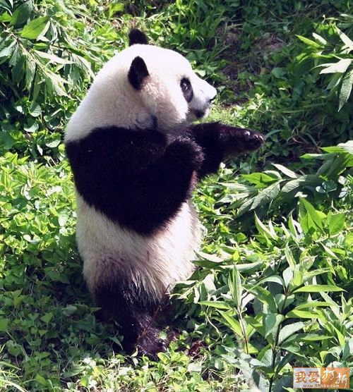 Panda Therapy - Cute and funny pet pictures from VetLocator.com