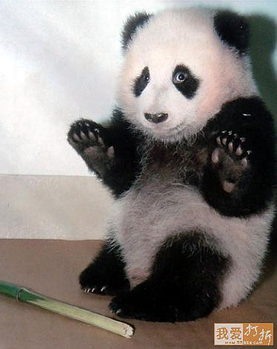 Panda Therapy - Cute and funny pet pictures from VetLocator.com